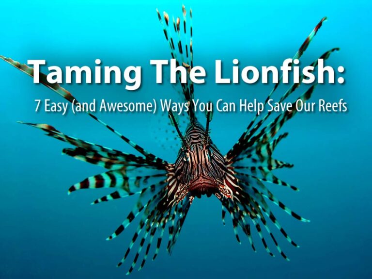 Lionfish Invasion: 7 Easy Ways You Can Help Save Our Reefs