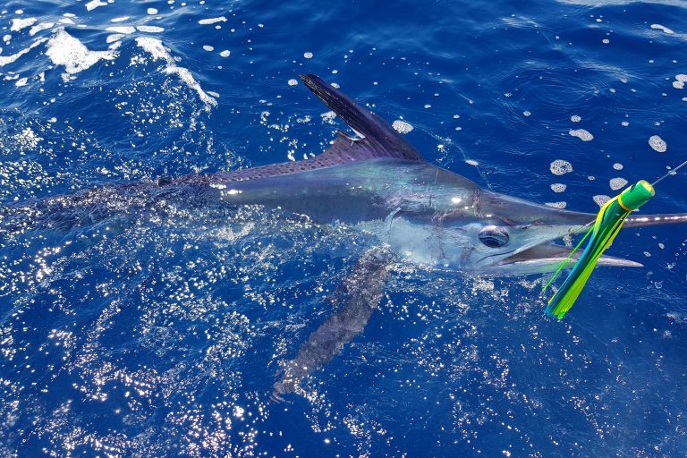 How to Fish for Marlin: The Complete Guide for 2024