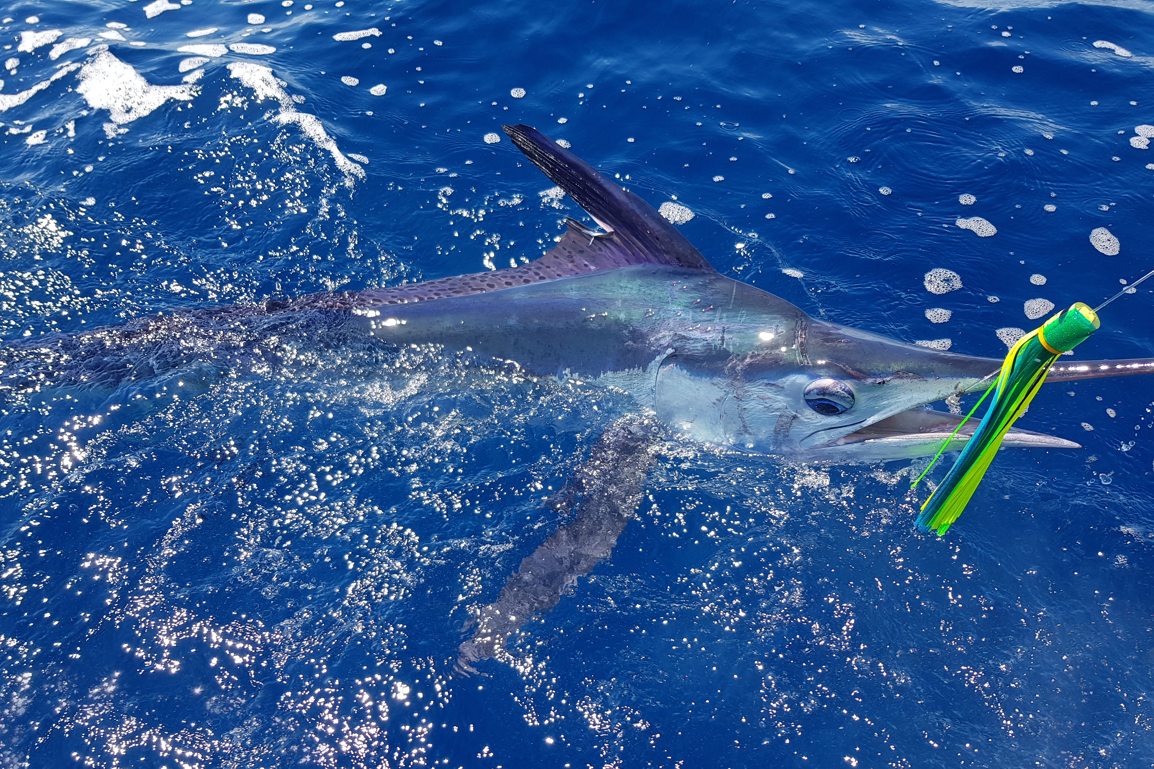 How to Fish for Marlin: The Complete Guide for 2025