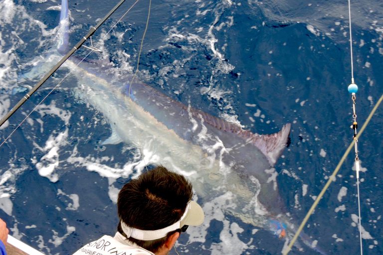 How to Fish for Marlin: The Complete Guide for 2026