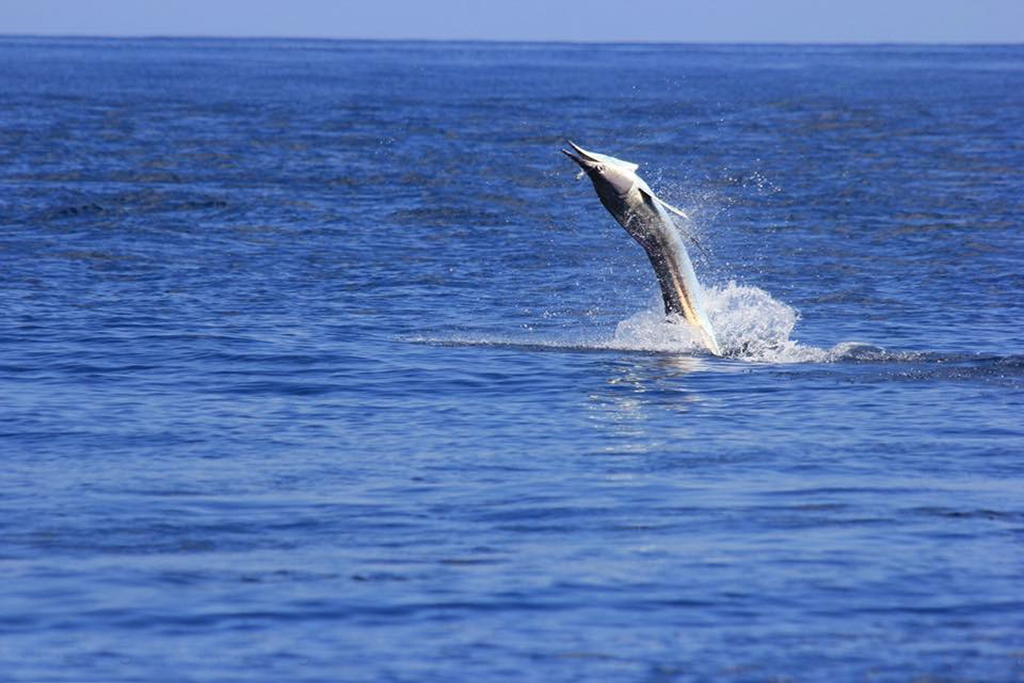 How to Fish for Marlin: The Complete Guide for 2025