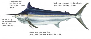 How to Fish for Marlin: The Complete Guide for 2024