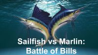 Sailfish vs. Marlin: the Battle of the Bills