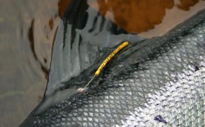 Fish Tagging: What Is It and How Can You Help?
