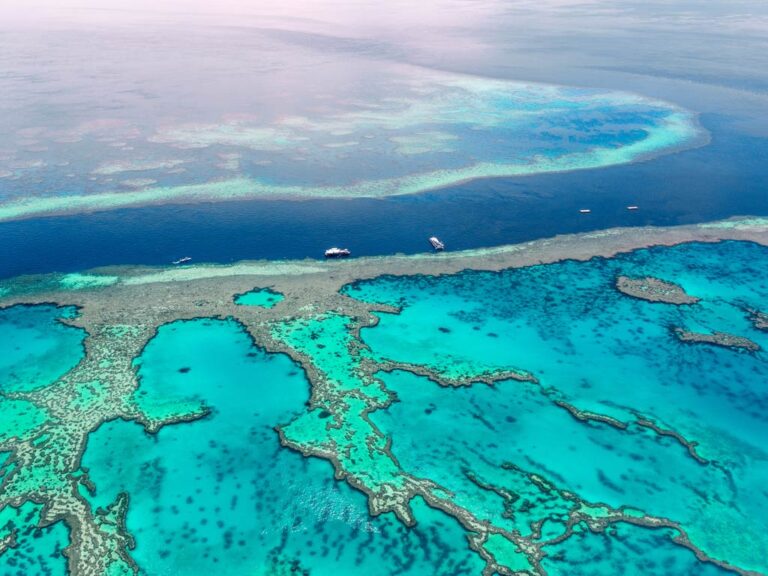 Pelagic Fish: The Complete Guide for 2025