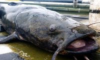 How to Go Catfish Noodling: The Complete Guide for 2025