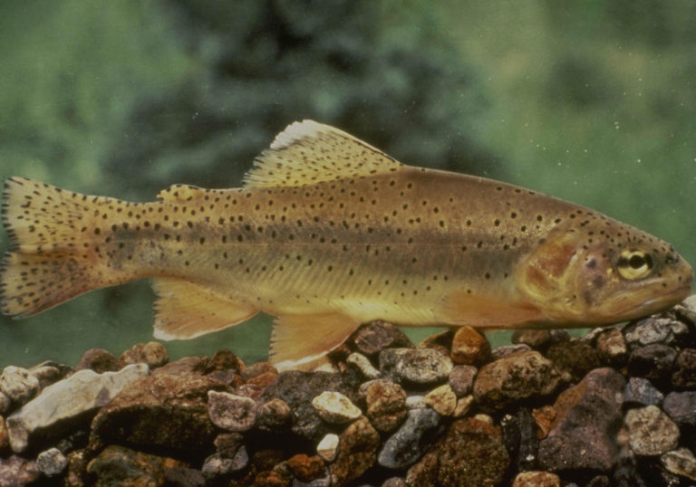 FishingBooker: Trout of North America: The Complete Guide