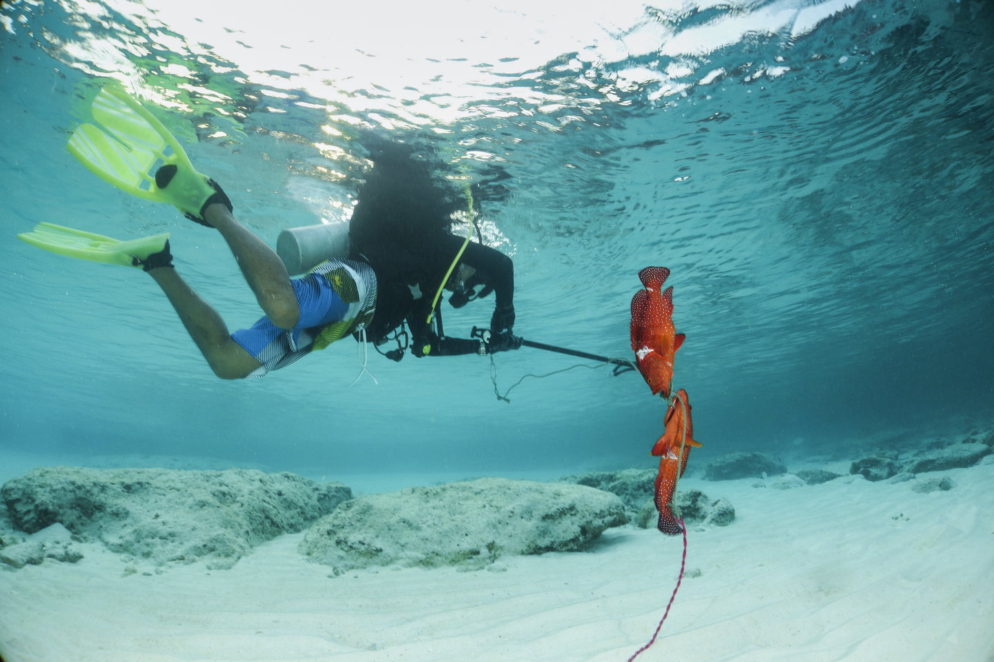 How to Go Spearfishing in the Bahamas: The Complete Guide for 2025