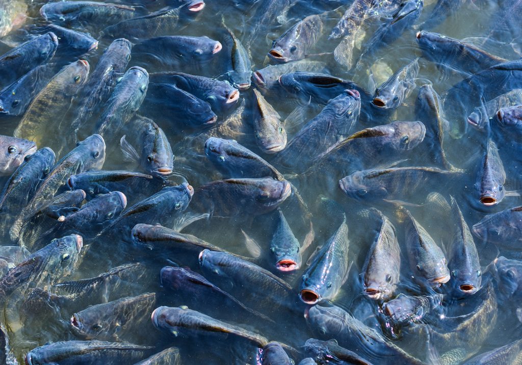 Invasive Fish in Florida: All You Need to Know