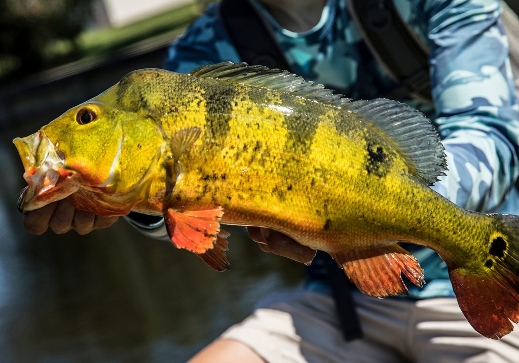 Invasive Fish in Florida: All You Need to Know