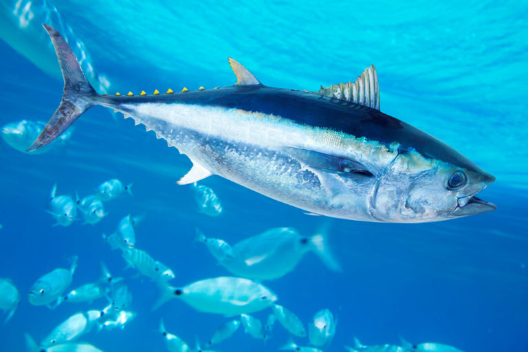 Bluefin Tuna Migration Explained