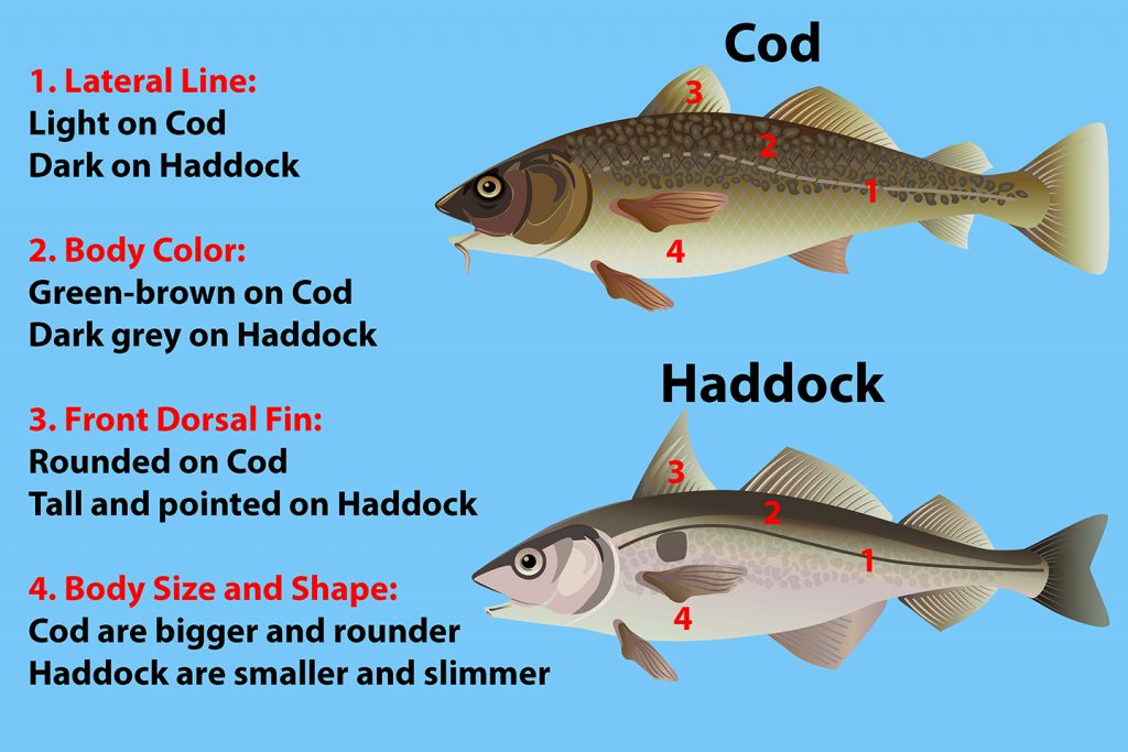 Cod vs. Haddock: All You Need to Know