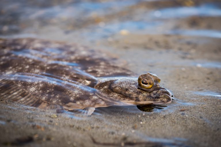 Types of Flatfish: the Complete Guide for 2026