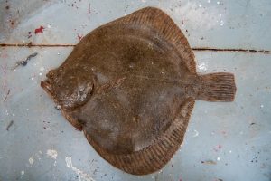 Types of Flatfish: the Complete Guide for 2026