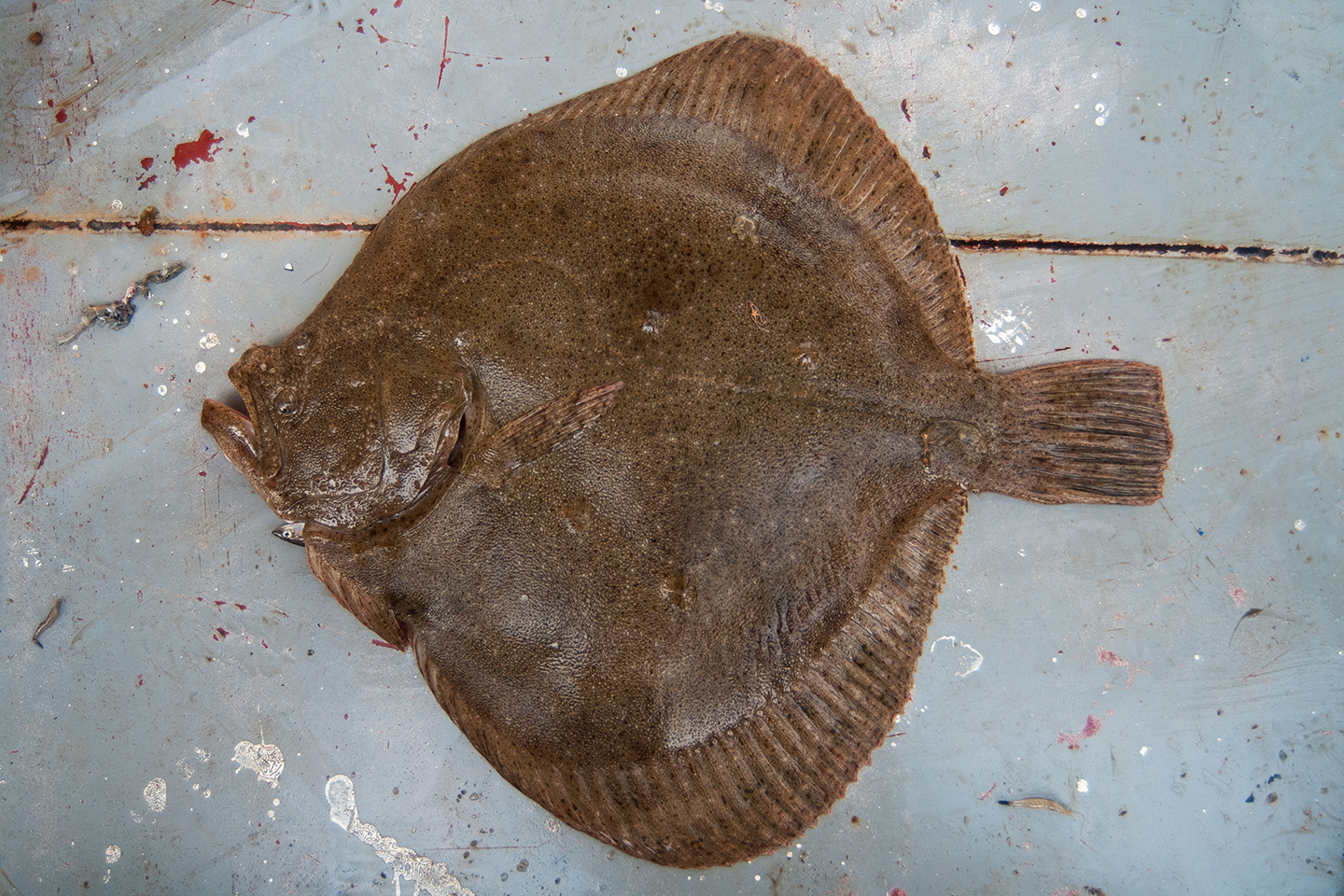 Types of Flatfish: the Complete Guide for 2025
