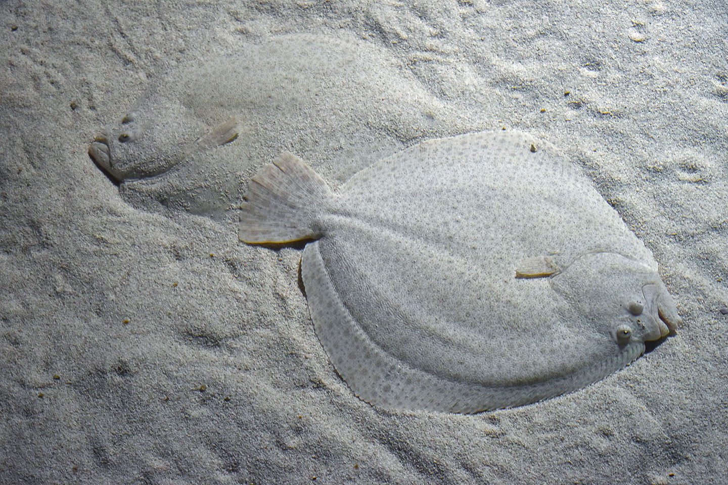 Types of Flatfish: the Complete Guide for 2026