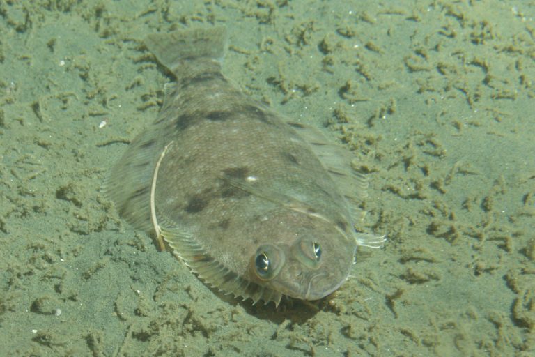 Types of Flatfish: the Complete Guide for 2026