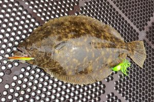 Types of Flatfish: the Complete Guide