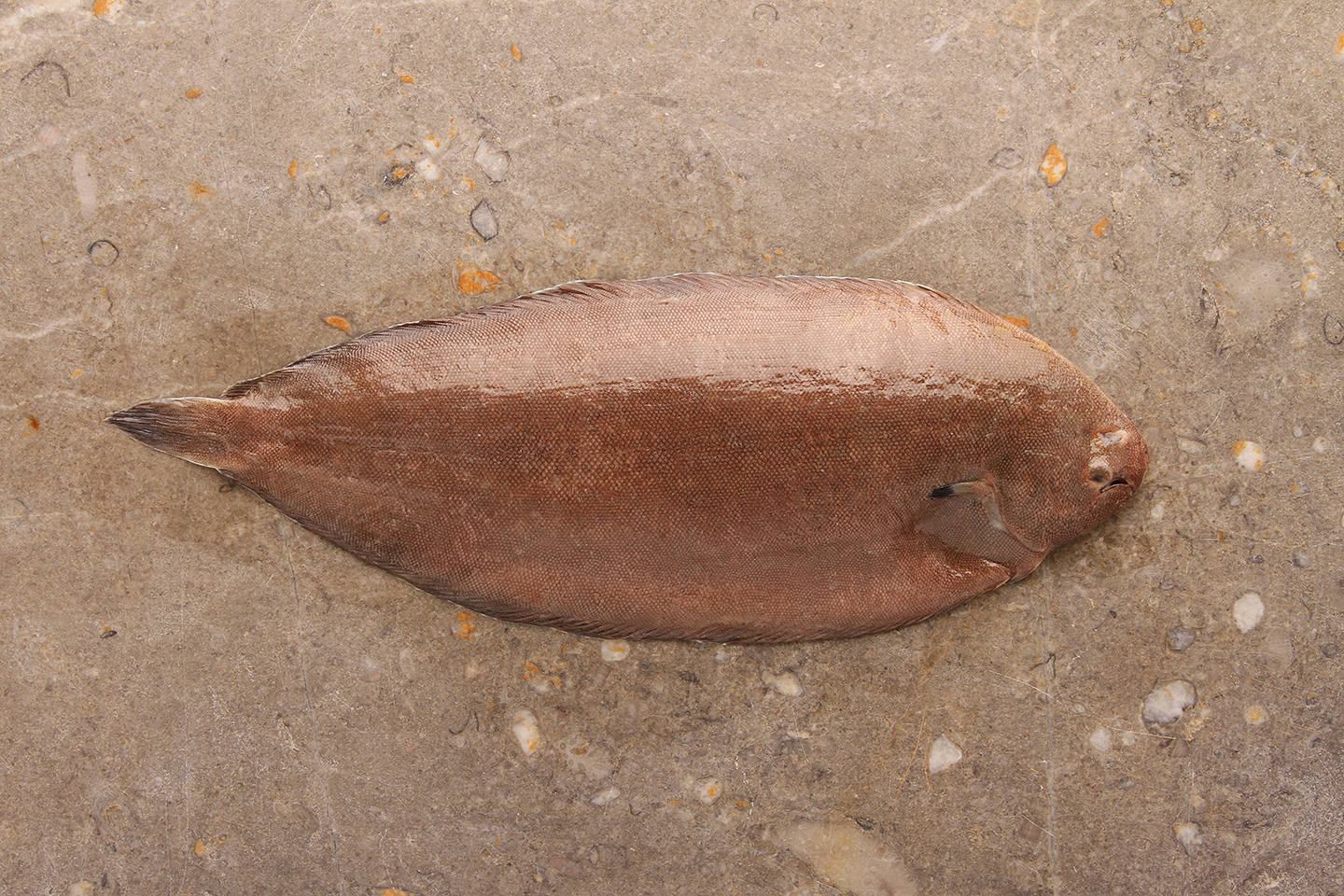 Types of Flatfish: the Complete Guide for 2025