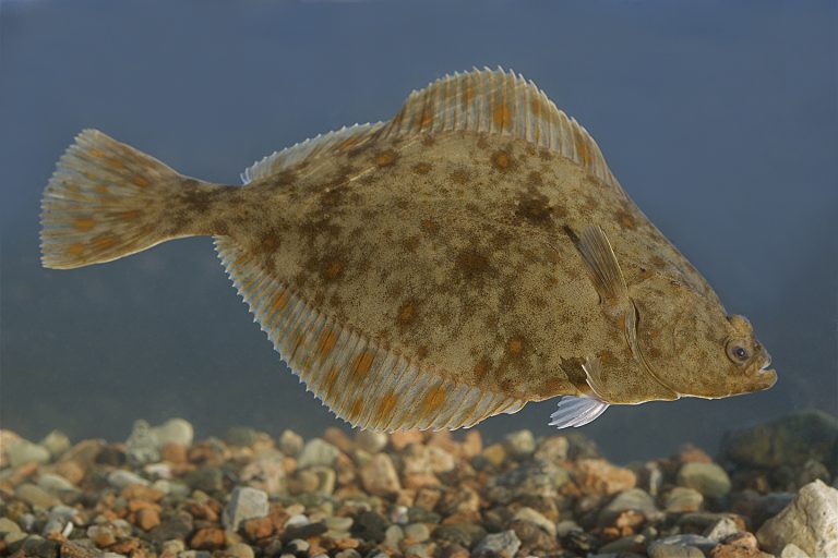 Types of Flatfish: the Complete Guide