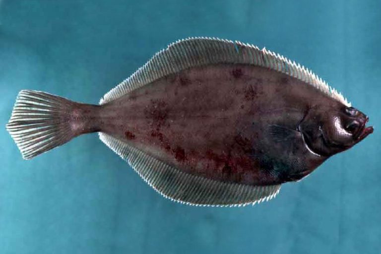 Types of Flatfish: the Complete Guide