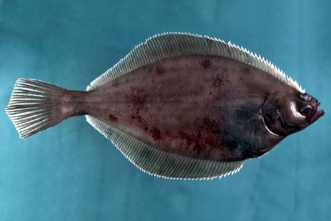 Types of Flatfish: the Complete Guide for 2025