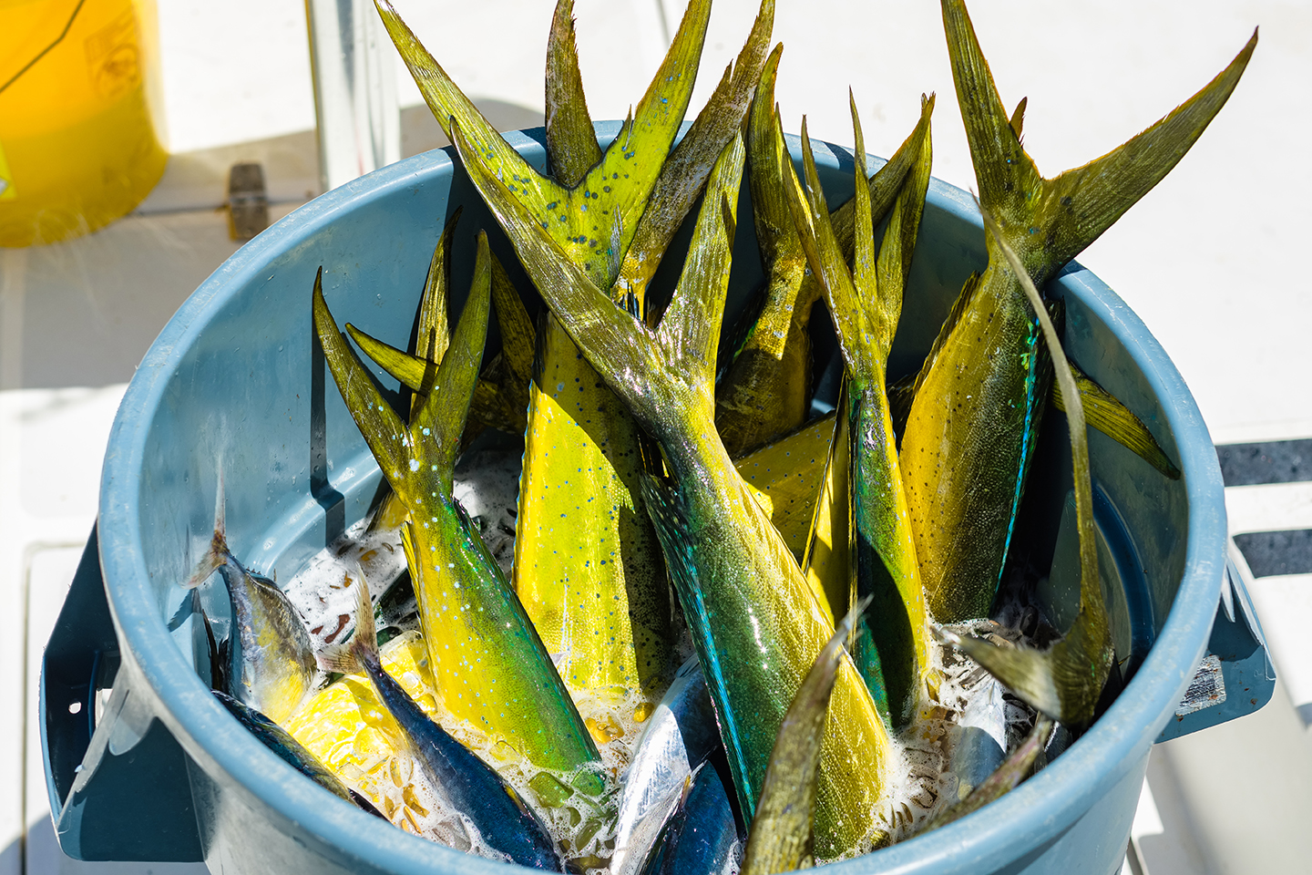 Fishing in Spanish: A Traveling Angler’s Phrasebook for 2026