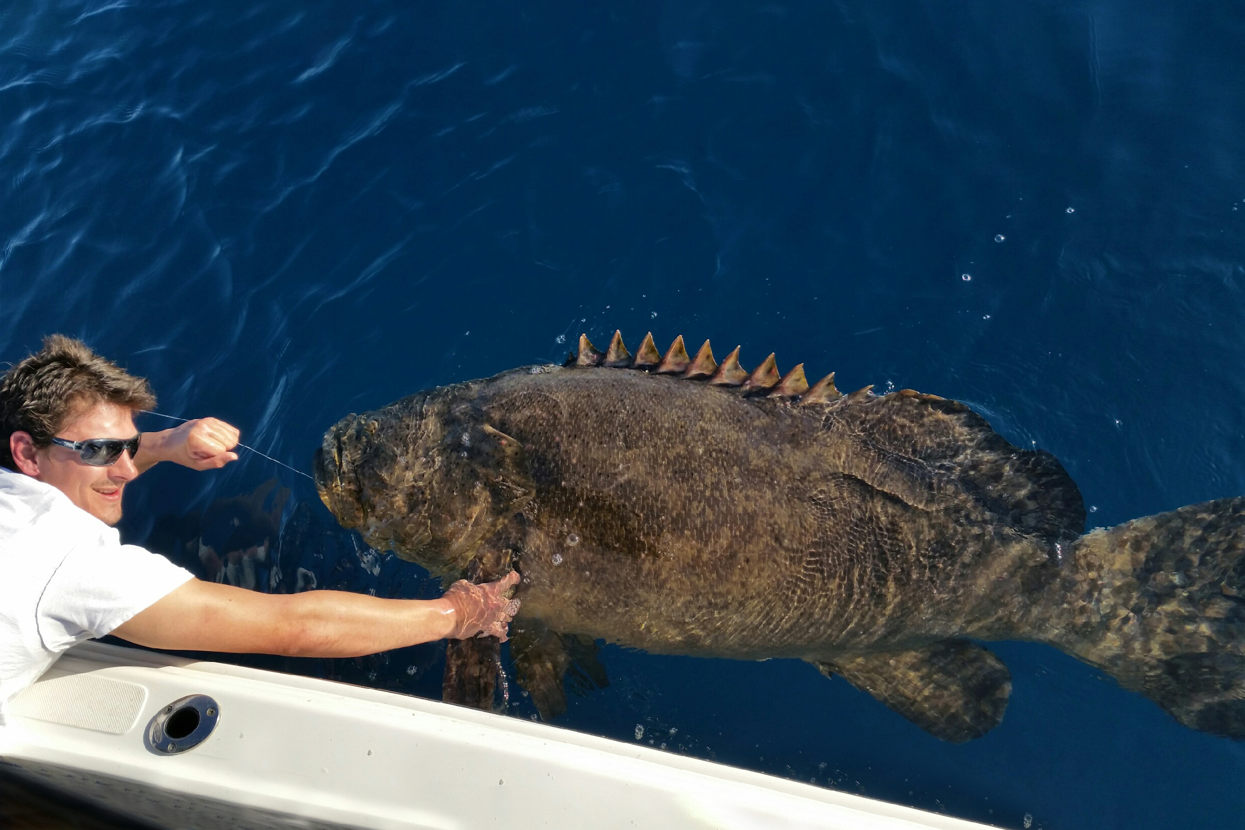 Types of Grouper in Florida: A Short Guide for 2025