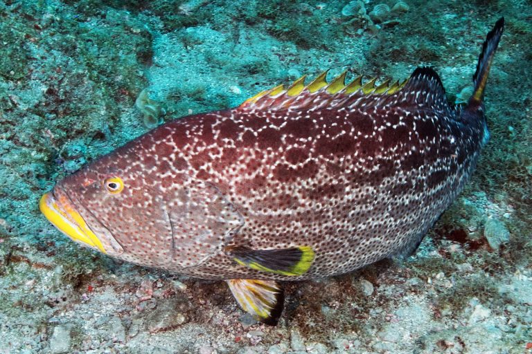Types of Grouper in Florida: A Short Guide for 2026