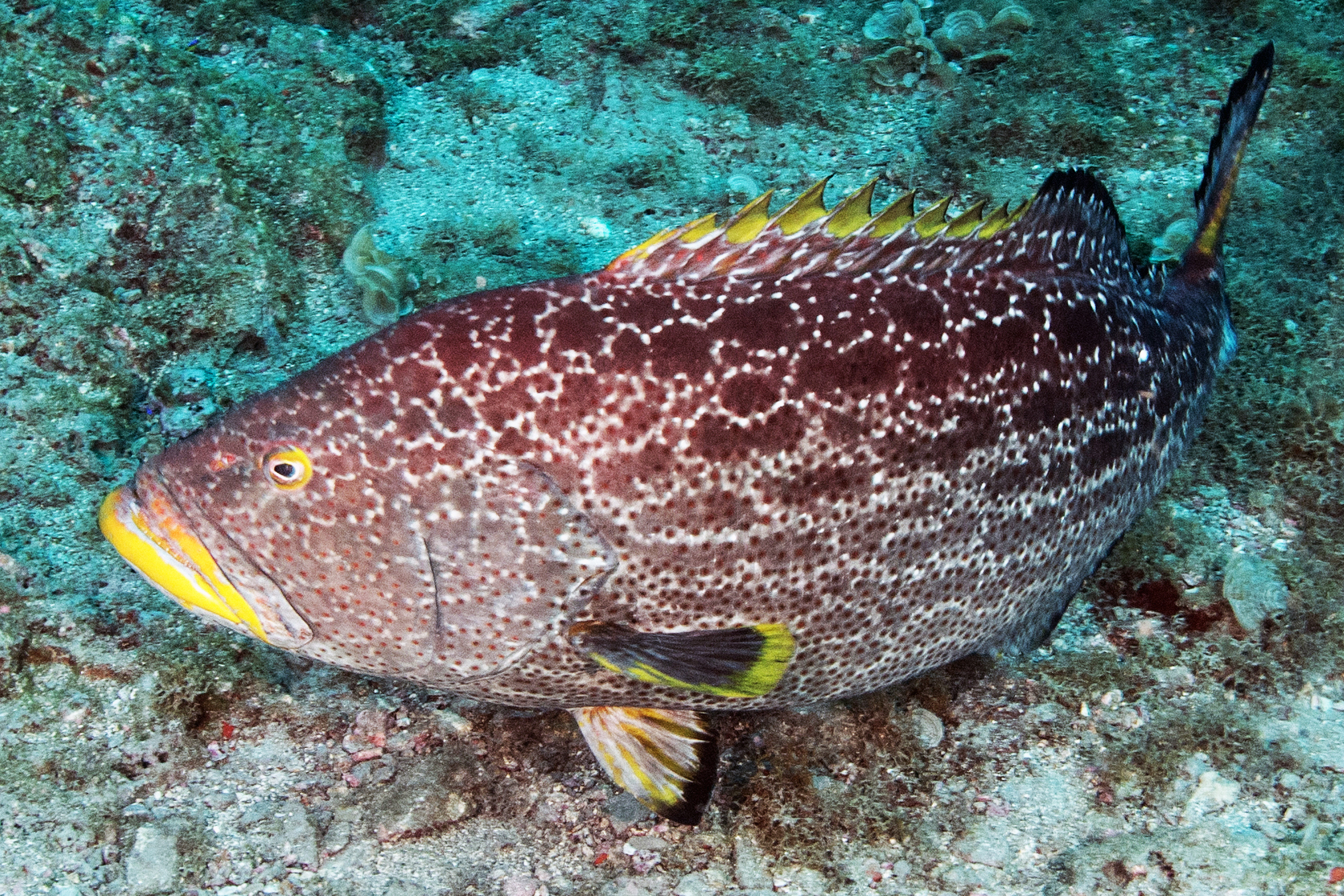 Types of Grouper in Florida: A Short Guide for 2026