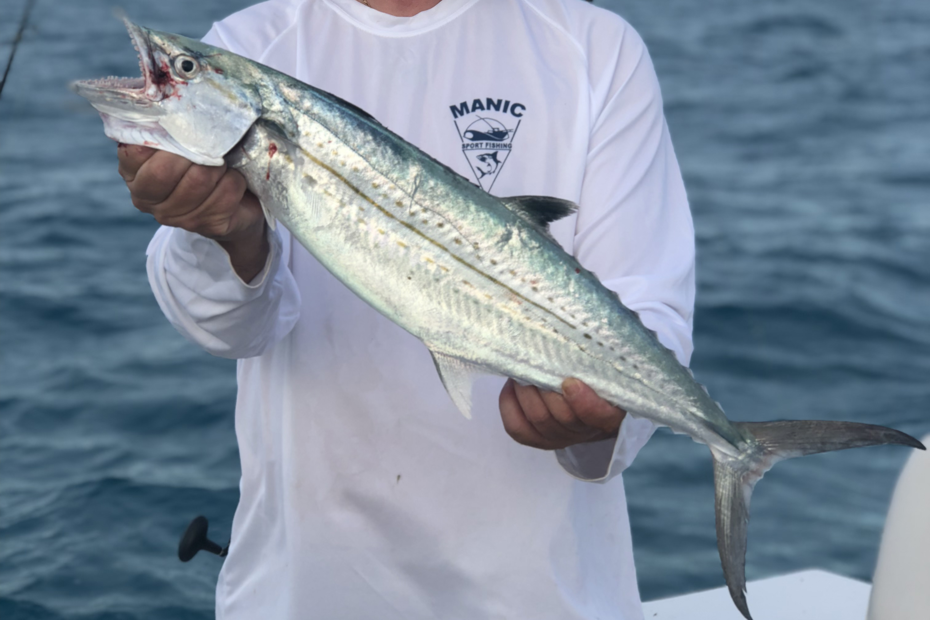 Types of Mackerel in North America for 2025