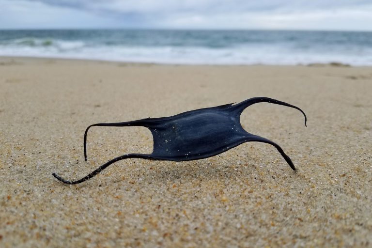 Skate vs. Ray: All You Need to Know