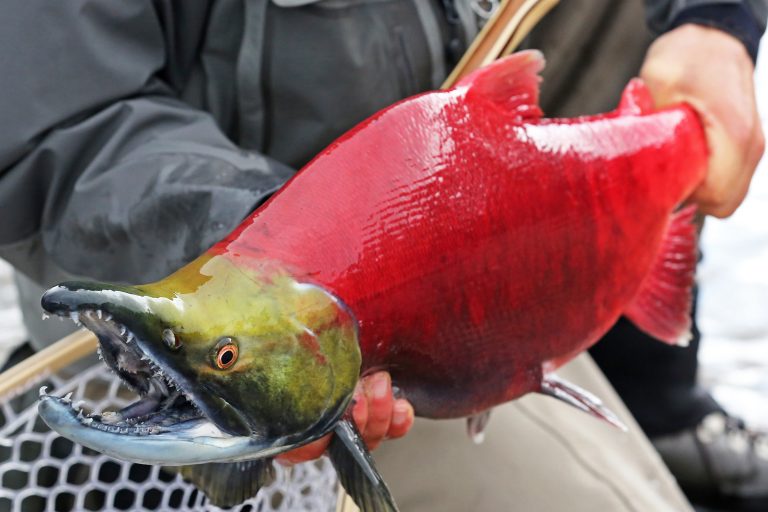 Types of Salmon: The Complete Guide