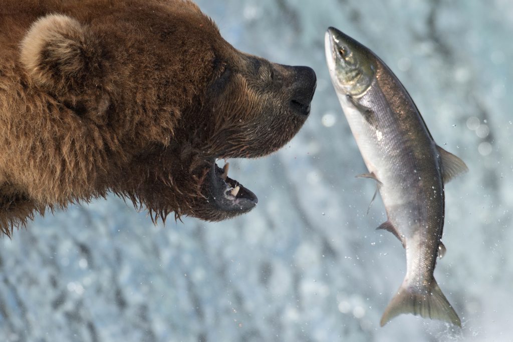 Types of Salmon: The Complete Guide