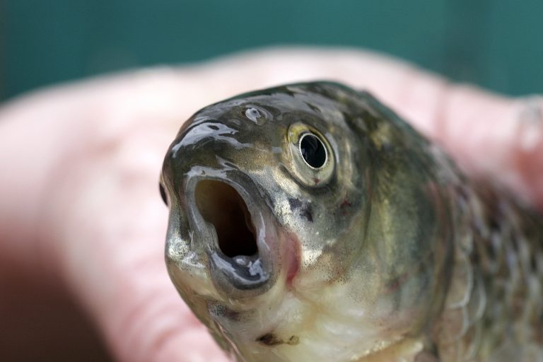 Confusing Fish Names – What, Where, and Why