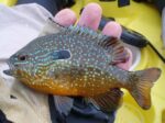 Types of Sunfish in North America