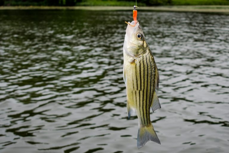 Types of Bass in North America: A Simple Guide for 2025