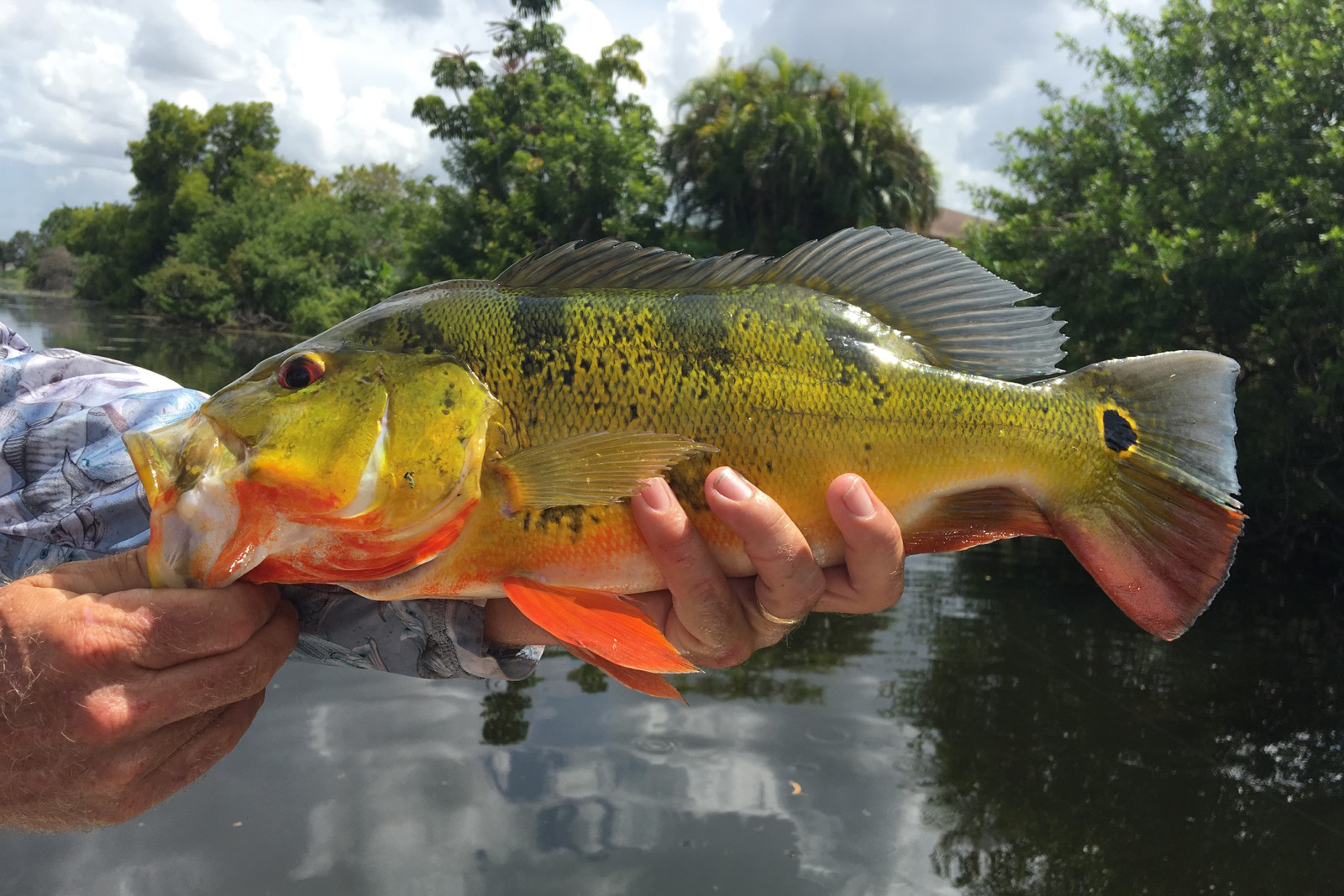 Types of Bass in North America: A Simple Guide for 2025