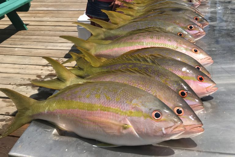 Types of Snapper in Florida: A Quick Guide for 2026 [VIDEO]