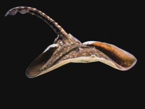 Types of Rays: A Quick Guide for 2026