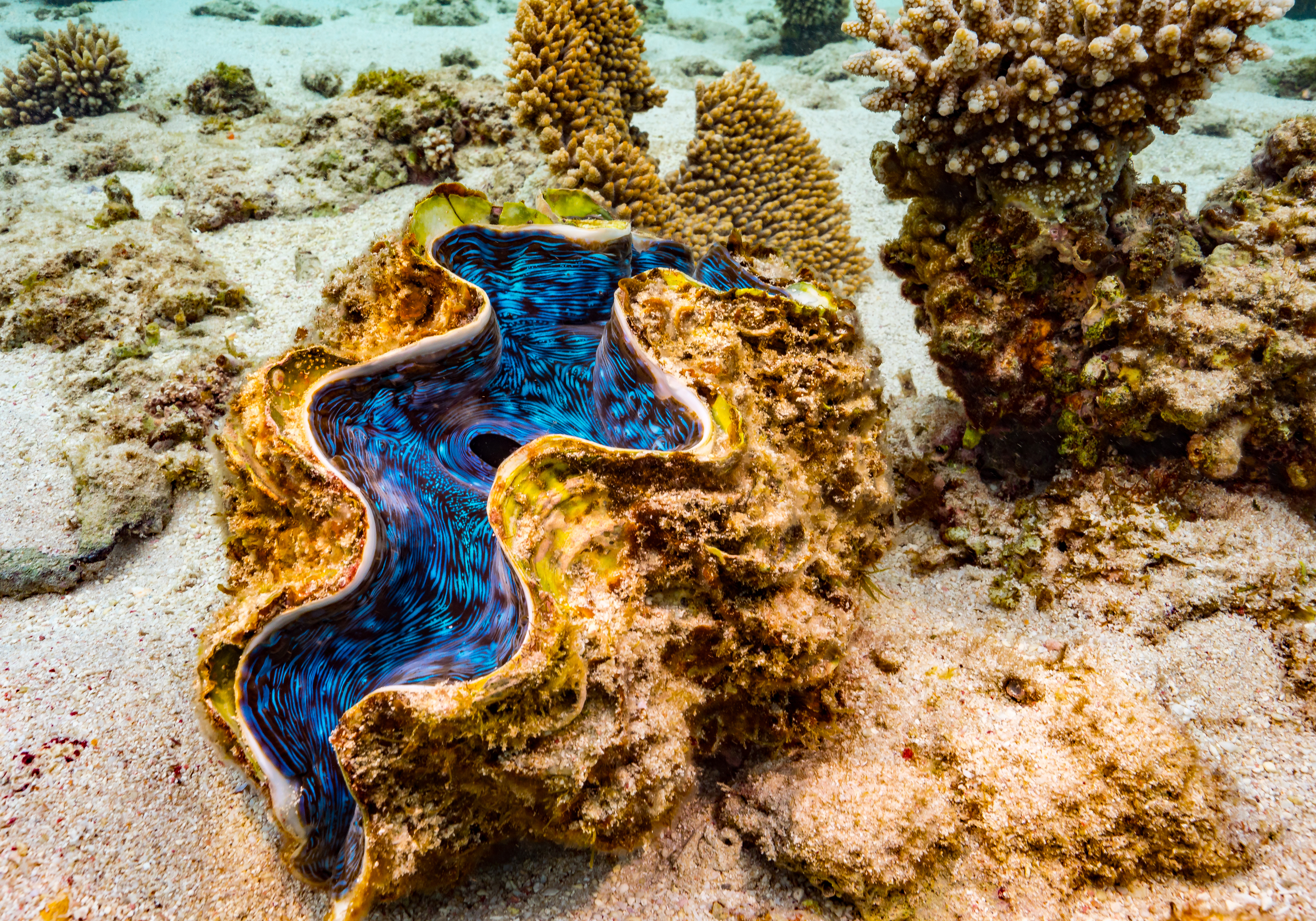 Types of Shellfish: Weird, Wonderful, and Downright Confusing for 2025