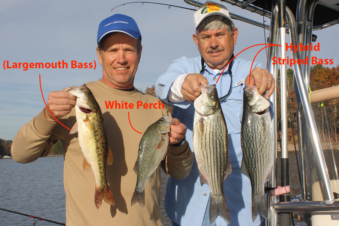 White Perch vs. White Bass: A Simple Guide for 2025