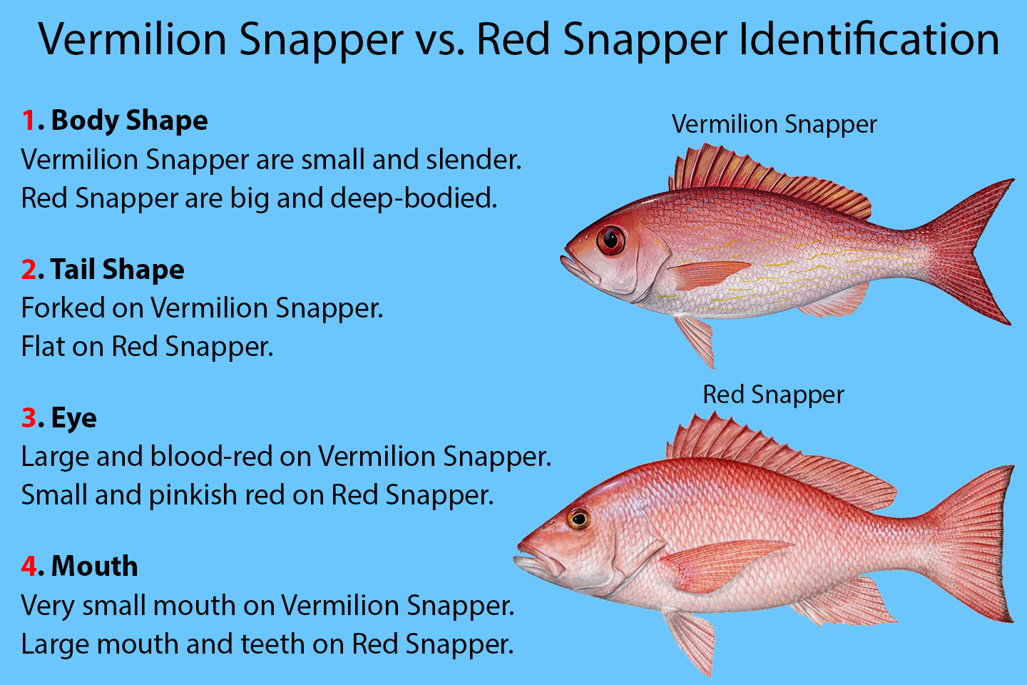 Vermilion Snapper vs. Red Snapper for 2025