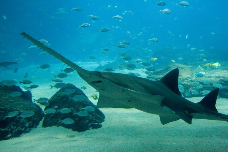 Sawfish vs. Sawshark: A Quick Guide for 2026