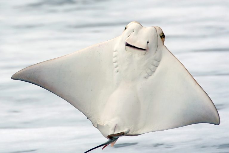 Types of Rays: A Quick Guide