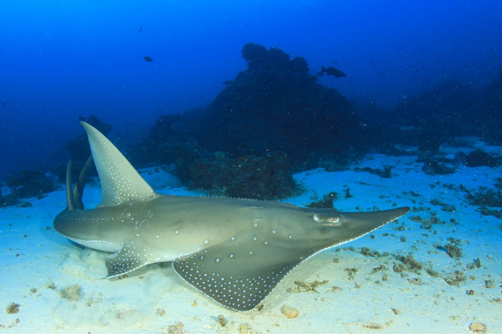 Types of Rays: A Quick Guide