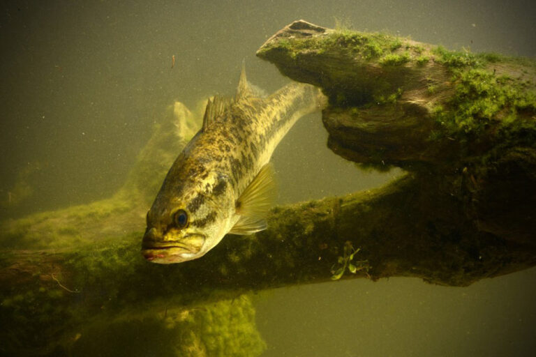 Fishing in JAPAN: The Complete Guide