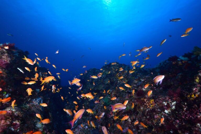 Fishing in JAPAN: The Complete Guide