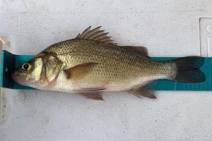 Types of Perch in North America