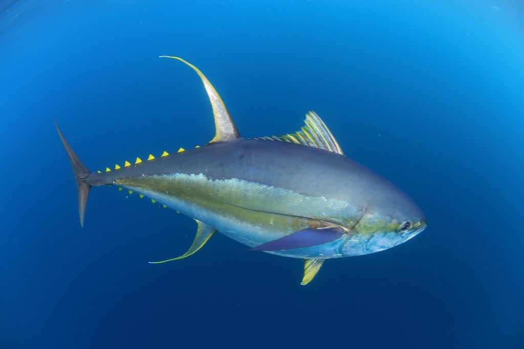 Albacore vs. Yellowfin Tuna: An Easy Guide